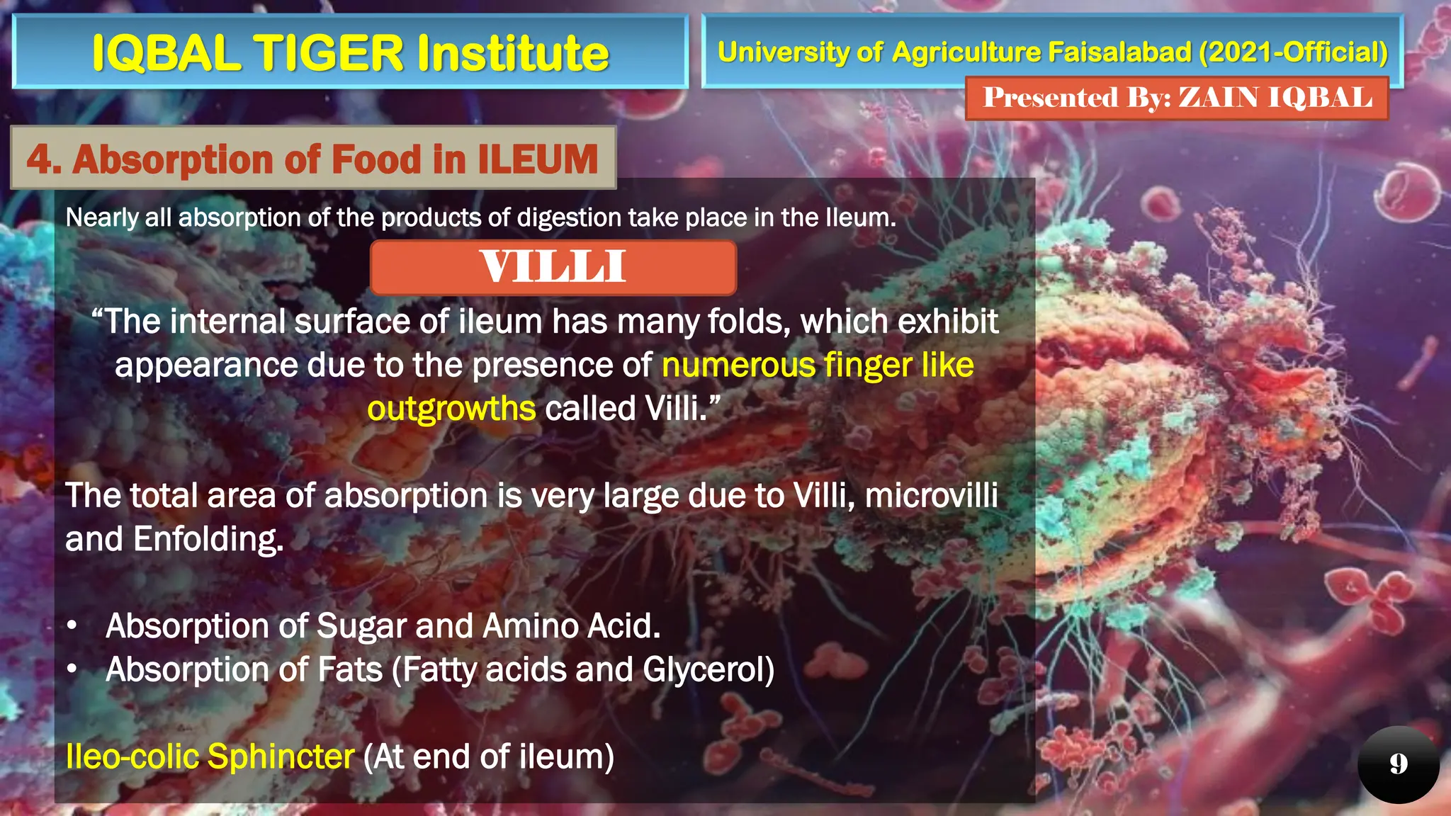 Human Digestive System Structure, Composition, and Function(Enzymes ...