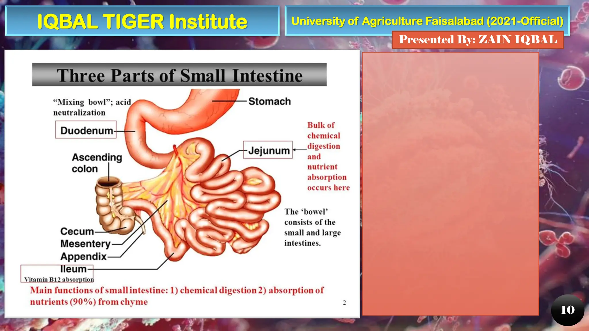 Human Digestive System Structure, Composition, and Function(Enzymes ...