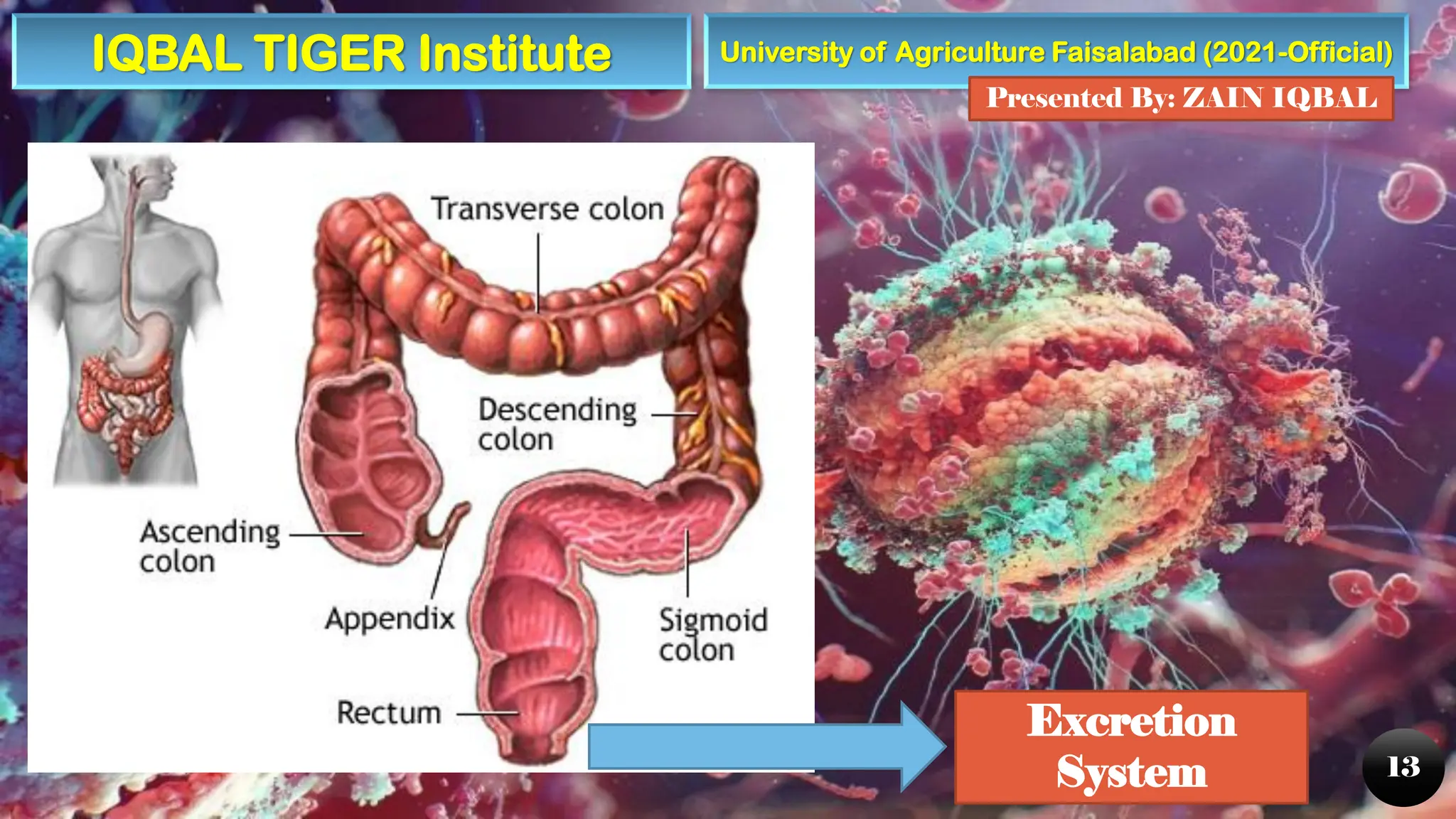 Human Digestive System Structure, Composition, and Function(Enzymes ...