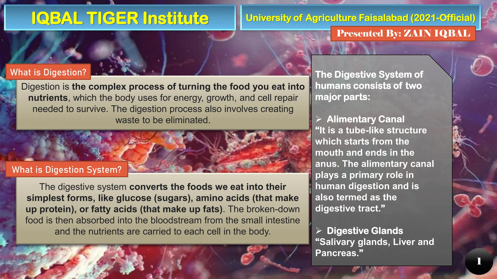 Human Digestive System Structure, Composition, and Function(Enzymes ...