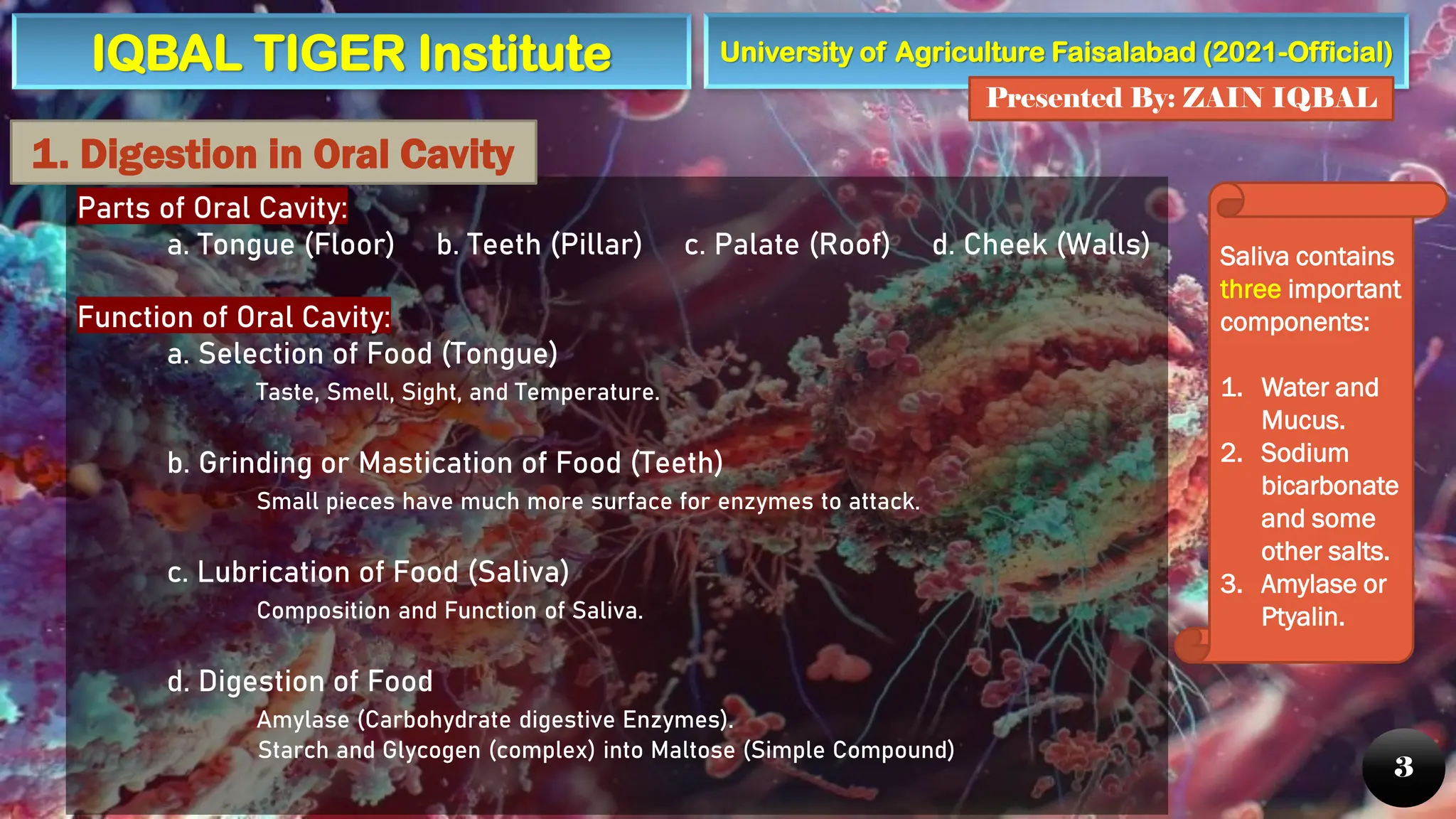 Human Digestive System Structure, Composition, and Function(Enzymes ...
