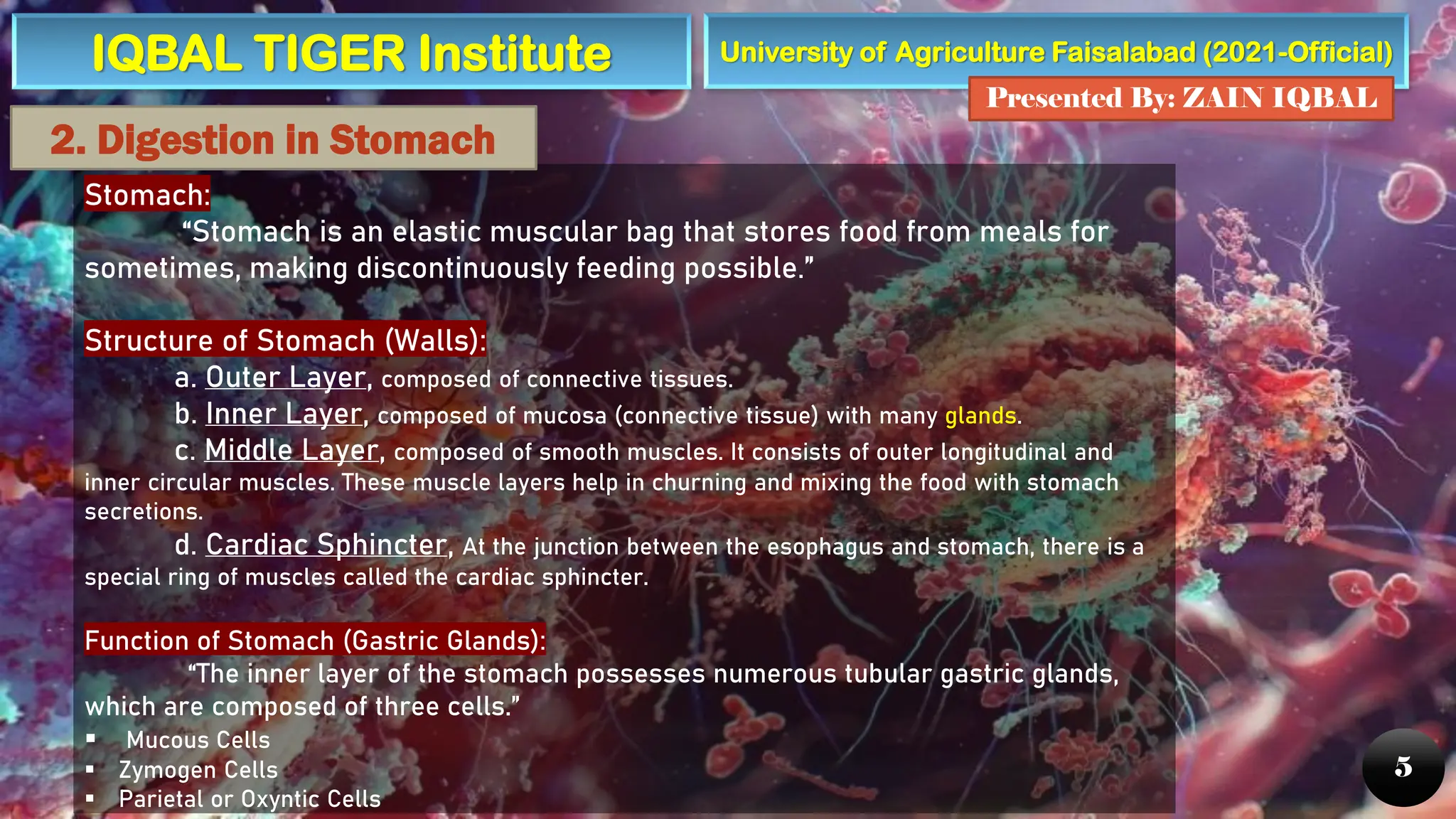 Human Digestive System Structure, Composition, and Function(Enzymes ...