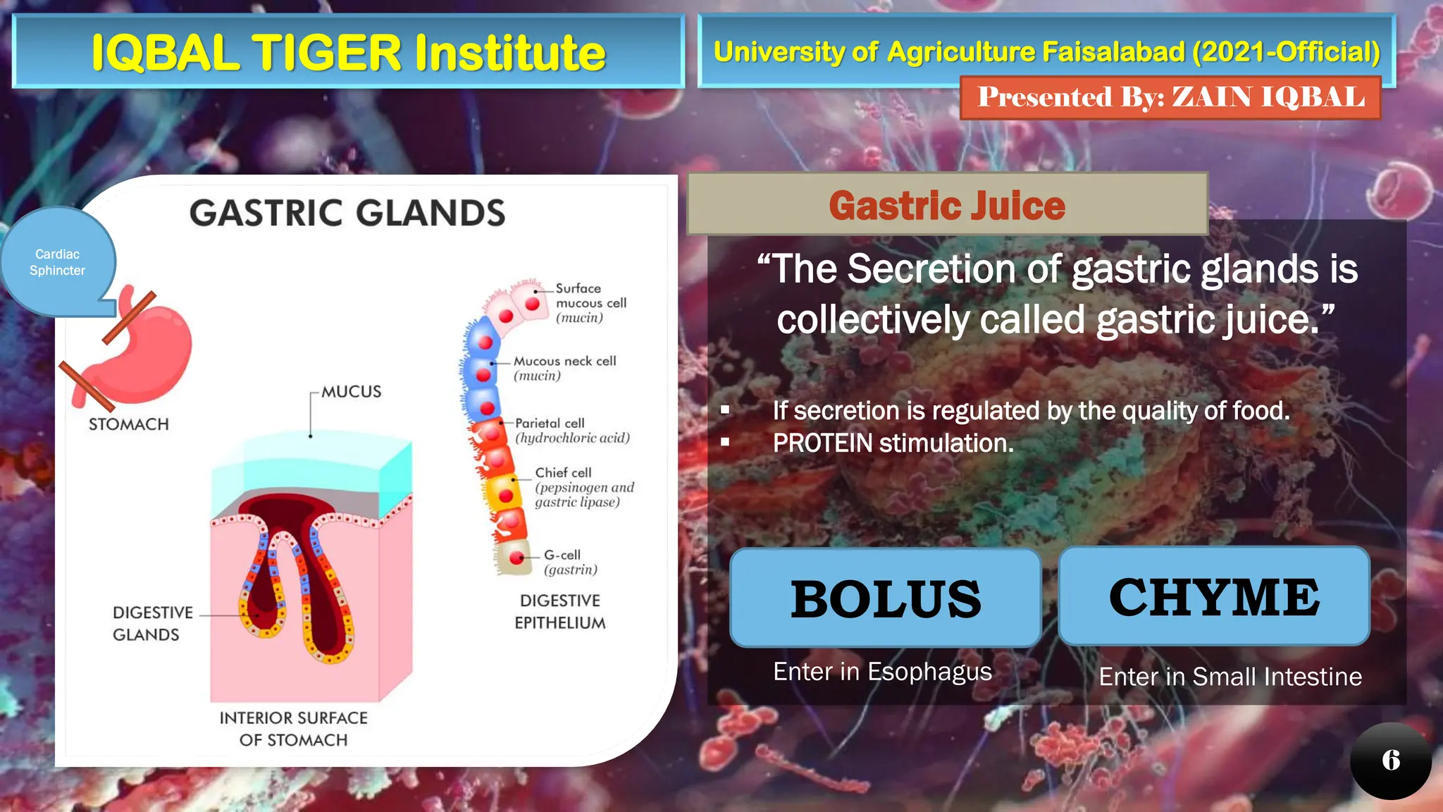 Human Digestive System Structure, Composition, and Function(Enzymes ...