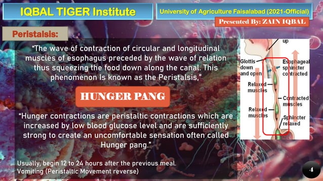 Human Digestive System Structure, Composition, and Function(Enzymes ...
