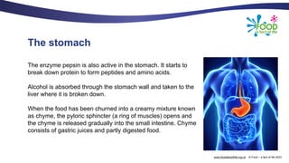 The Digestive System Process in the body | PPTX