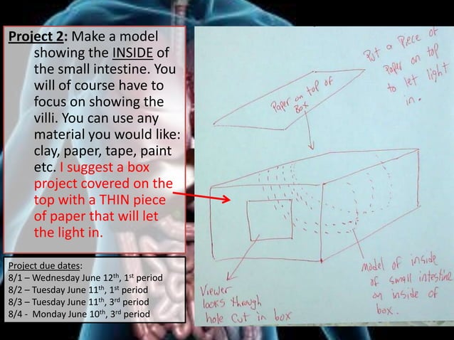 Digestive System Project Competition | PPT