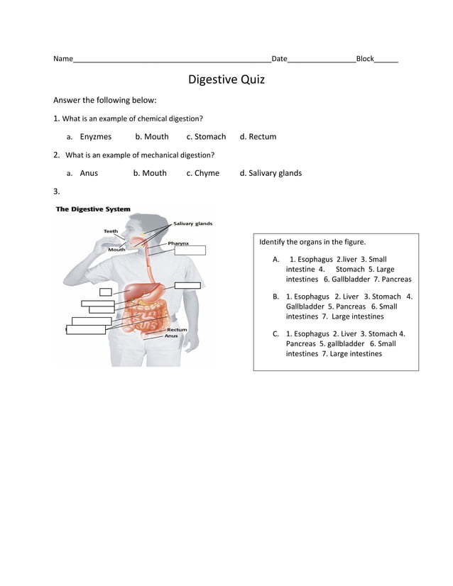 Digestive system quiz | PDF