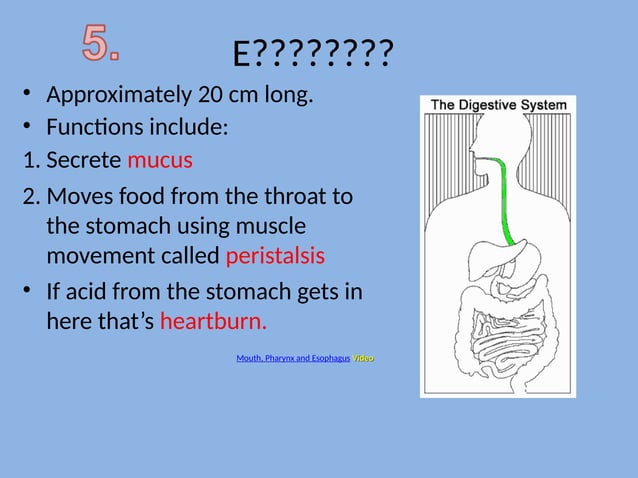 A quiz about the digestive system and its functions | PPT