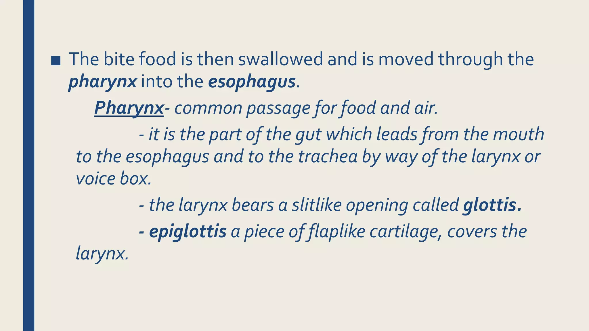 Digestive System K-12 Lesson | PPTX