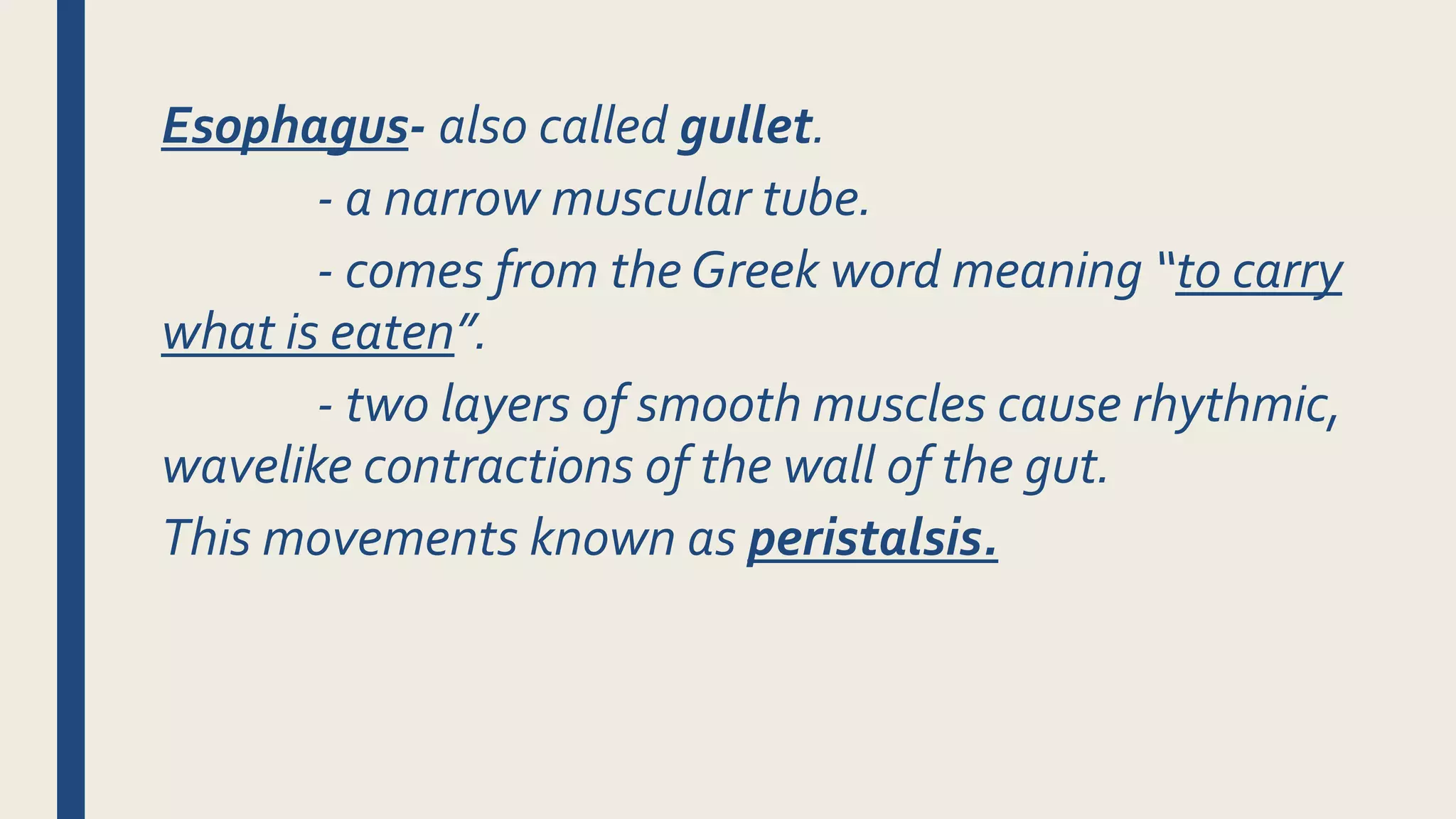 Digestive System K-12 Lesson | PPTX