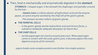 Digestive System K-12 Lesson | PPTX