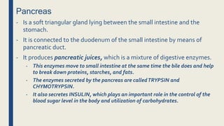Digestive System K-12 Lesson | PPTX