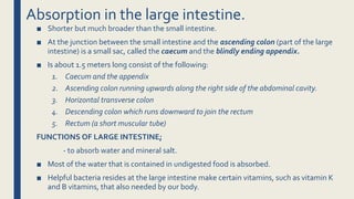 Digestive System K-12 Lesson | PPTX