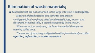 Digestive System K-12 Lesson | PPTX