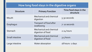 Digestive System K-12 Lesson | PPTX