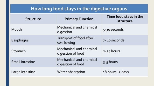 Digestive System K-12 Lesson