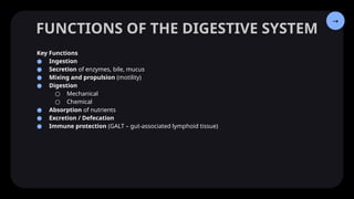 Human Digestive System (RIT): Physiology, Digestion & Absorption ...