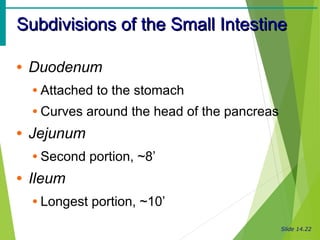 Digestive systems | PPT