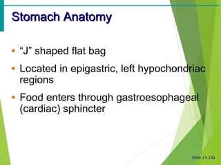 Digestive systems | PPT