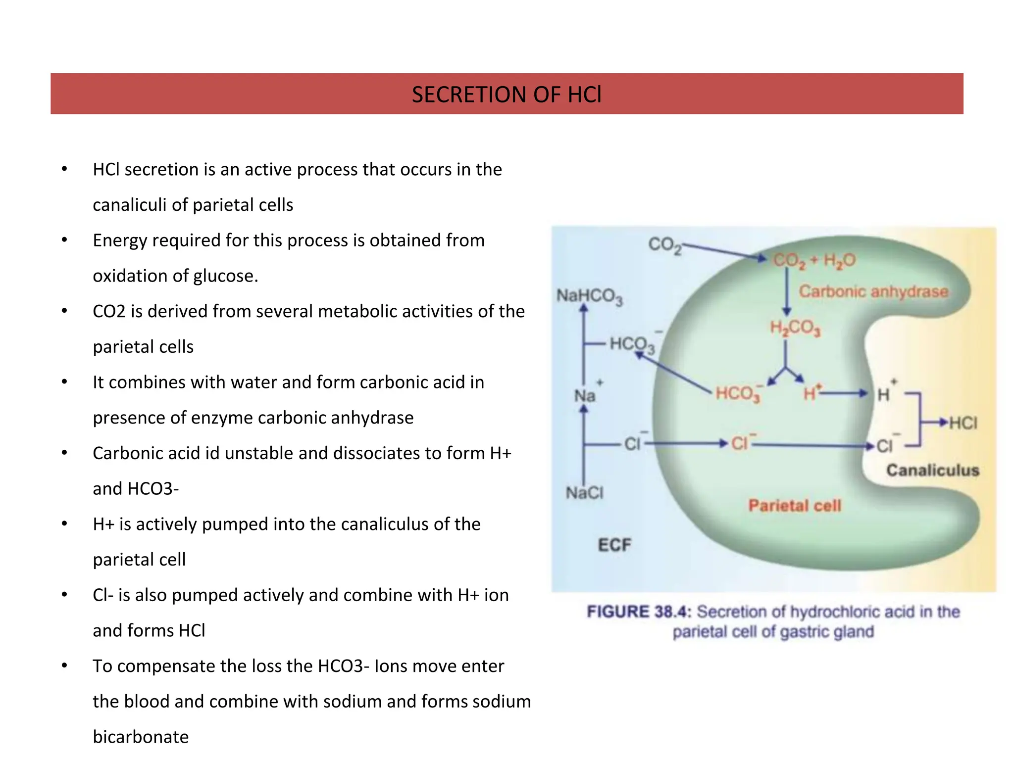 ANATOMY AND PHYSIOLOGY OF HUMAN DIGESTIVE SYSTEM | PPTX