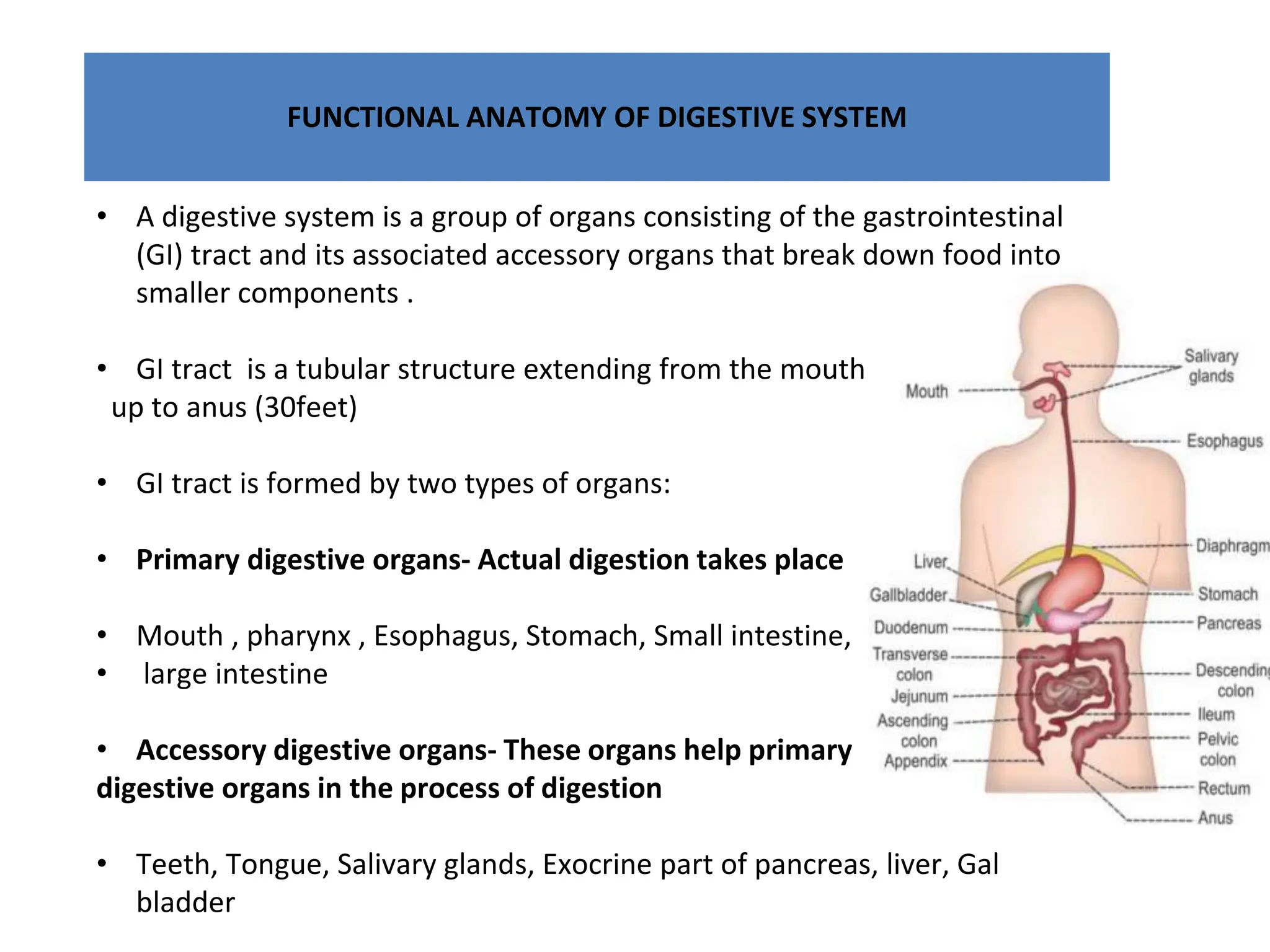 ANATOMY AND PHYSIOLOGY OF HUMAN DIGESTIVE SYSTEM | PPTX
