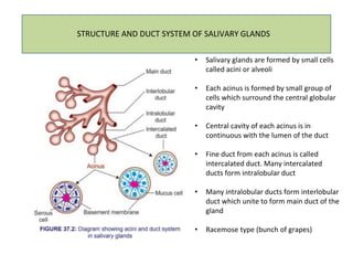 ANATOMY AND PHYSIOLOGY OF HUMAN DIGESTIVE SYSTEM | PPTX