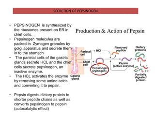 ANATOMY AND PHYSIOLOGY OF HUMAN DIGESTIVE SYSTEM | PPTX