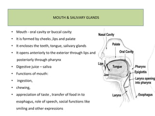 ANATOMY AND PHYSIOLOGY OF HUMAN DIGESTIVE SYSTEM | PPTX