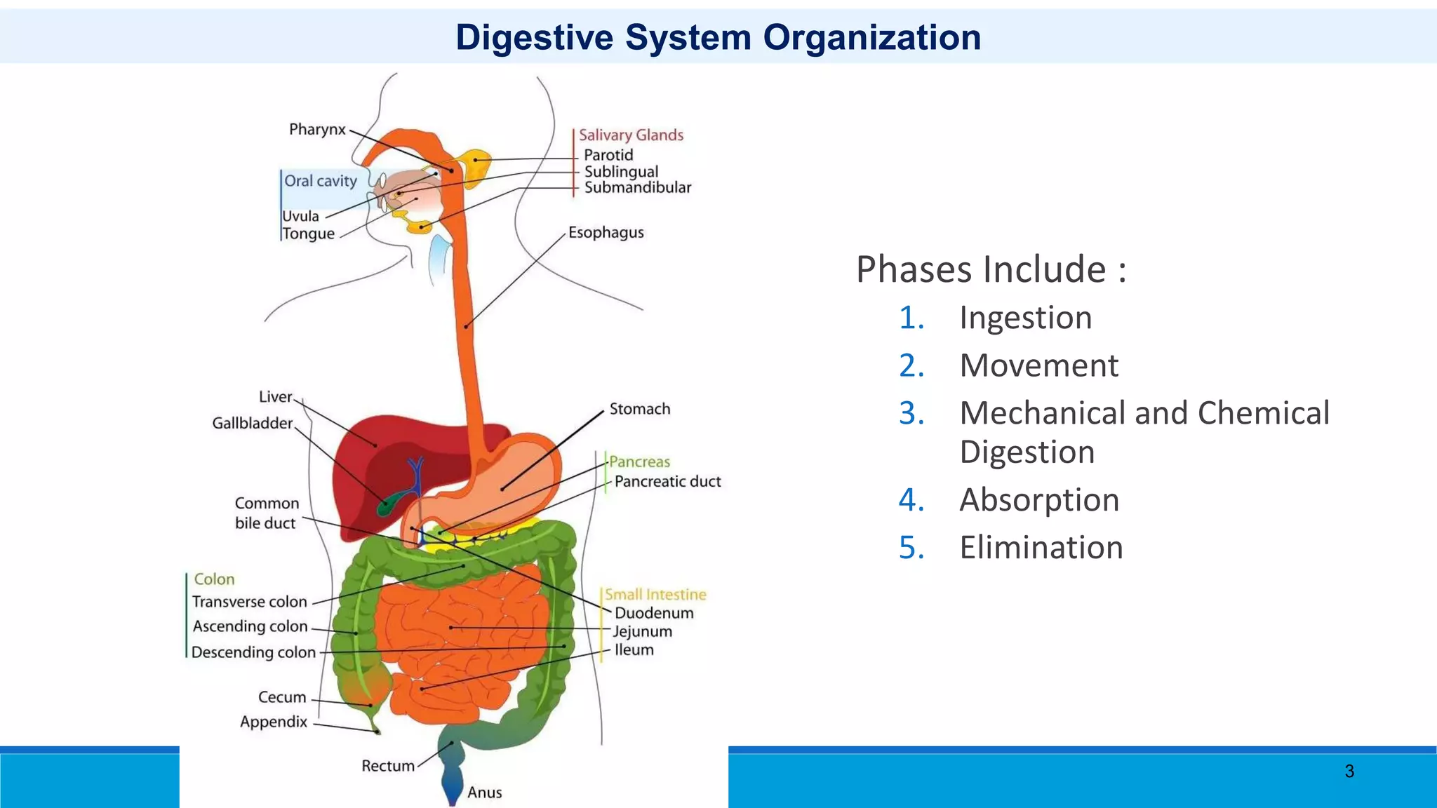 Digestive system & Yoga | PDF