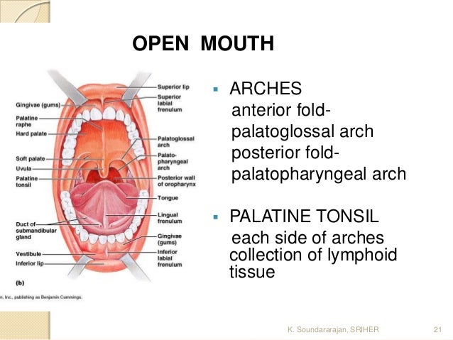 Digestive system seminar