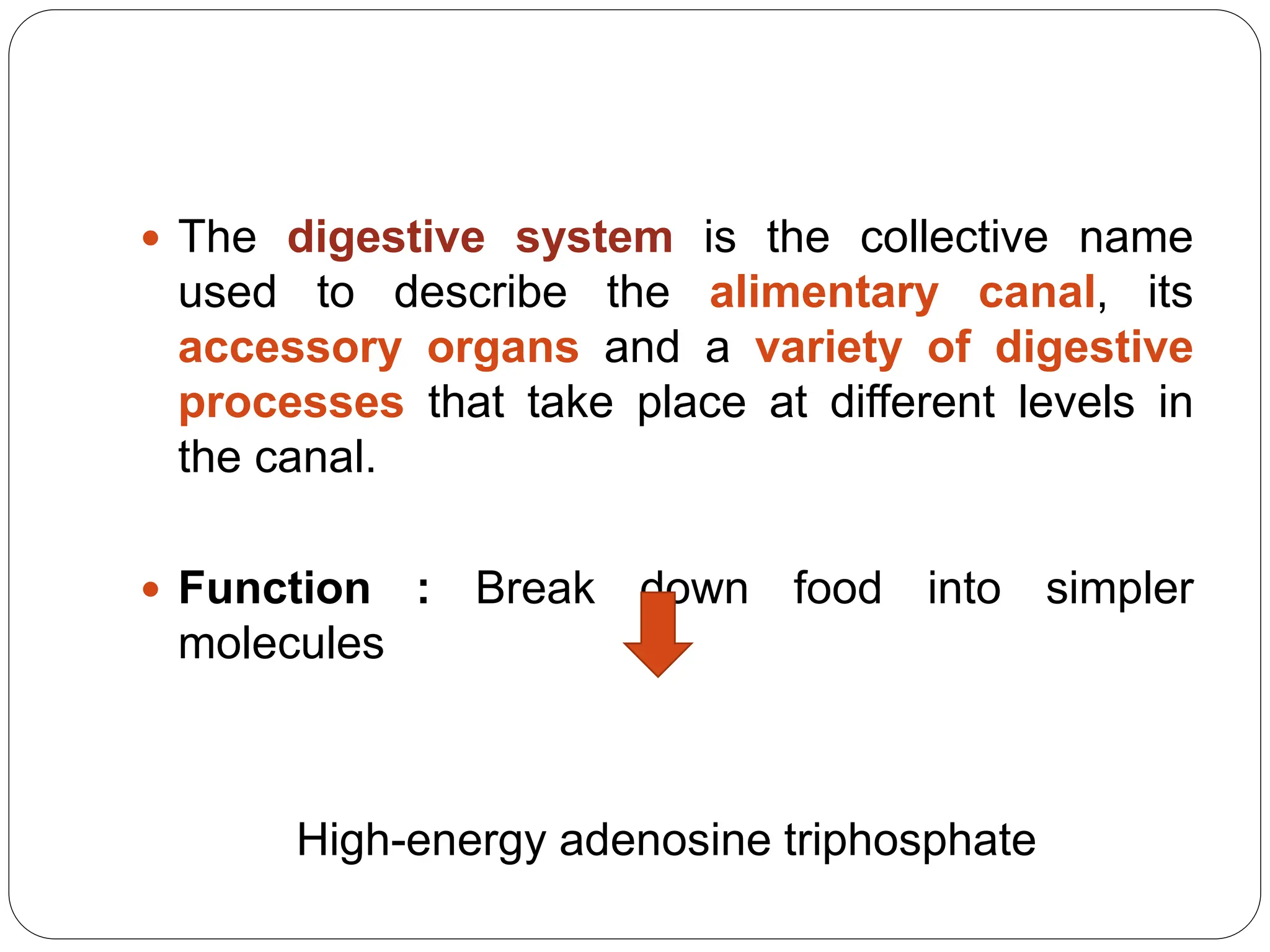 The presentation on the Digestive system simplified.pptx