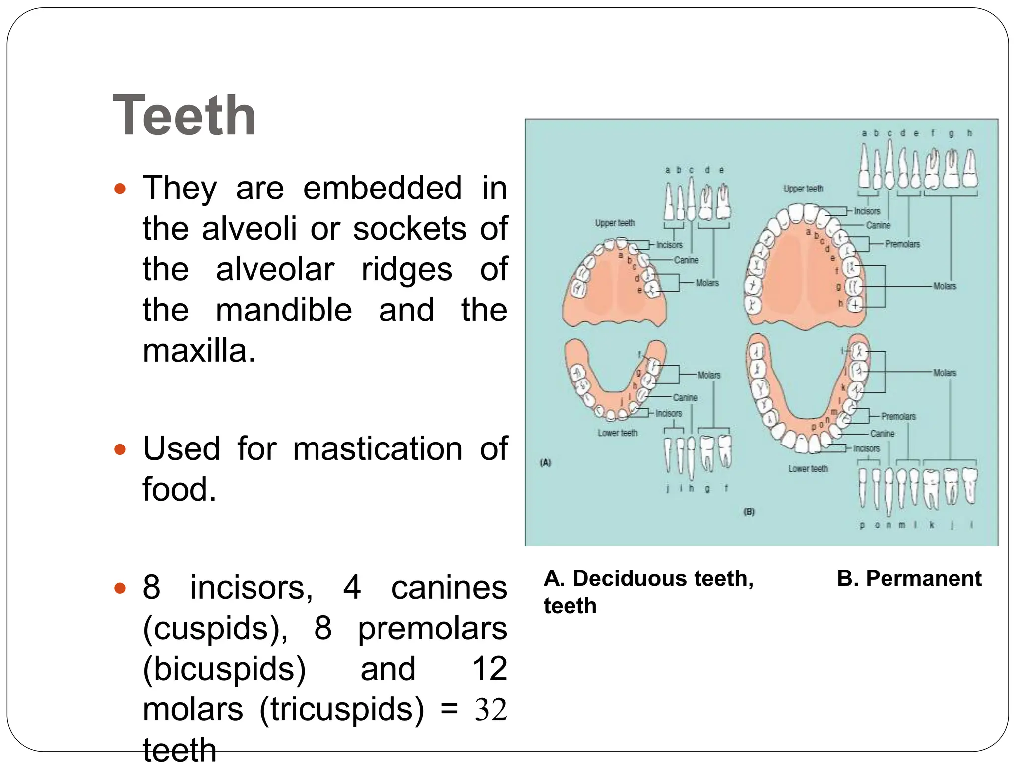 The presentation on the Digestive system simplified.pptx