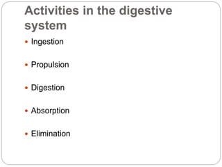 The presentation on the Digestive system simplified.pptx
