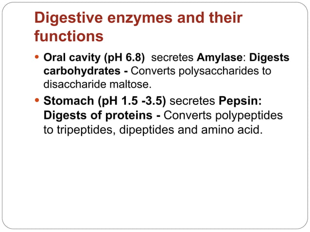 The presentation on the Digestive system simplified.pptx