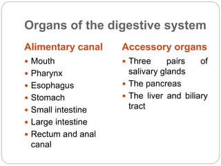 The presentation on the Digestive system simplified.pptx