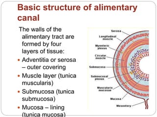 The presentation on the Digestive system simplified.pptx