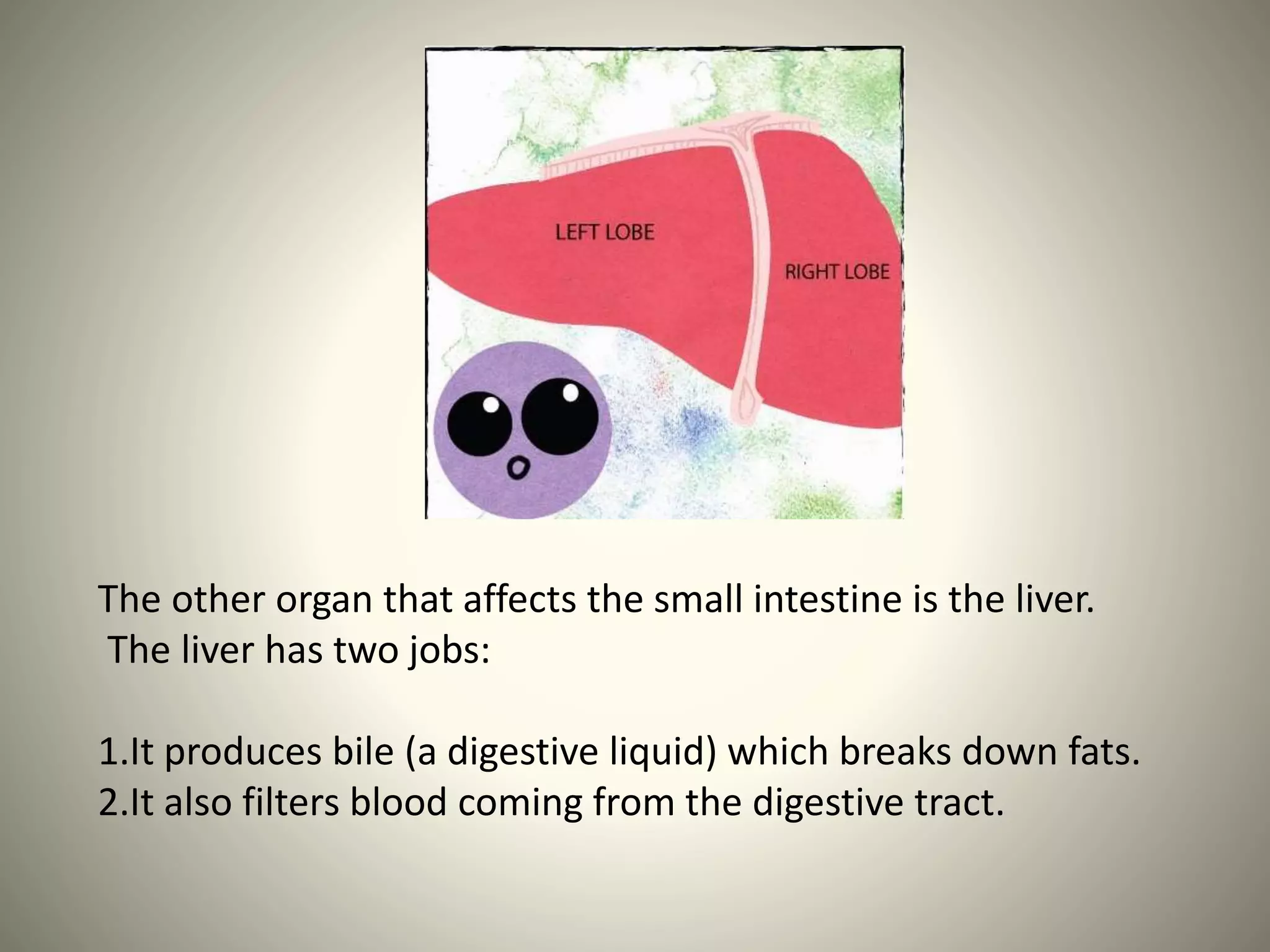 Digestive system story | PPTX