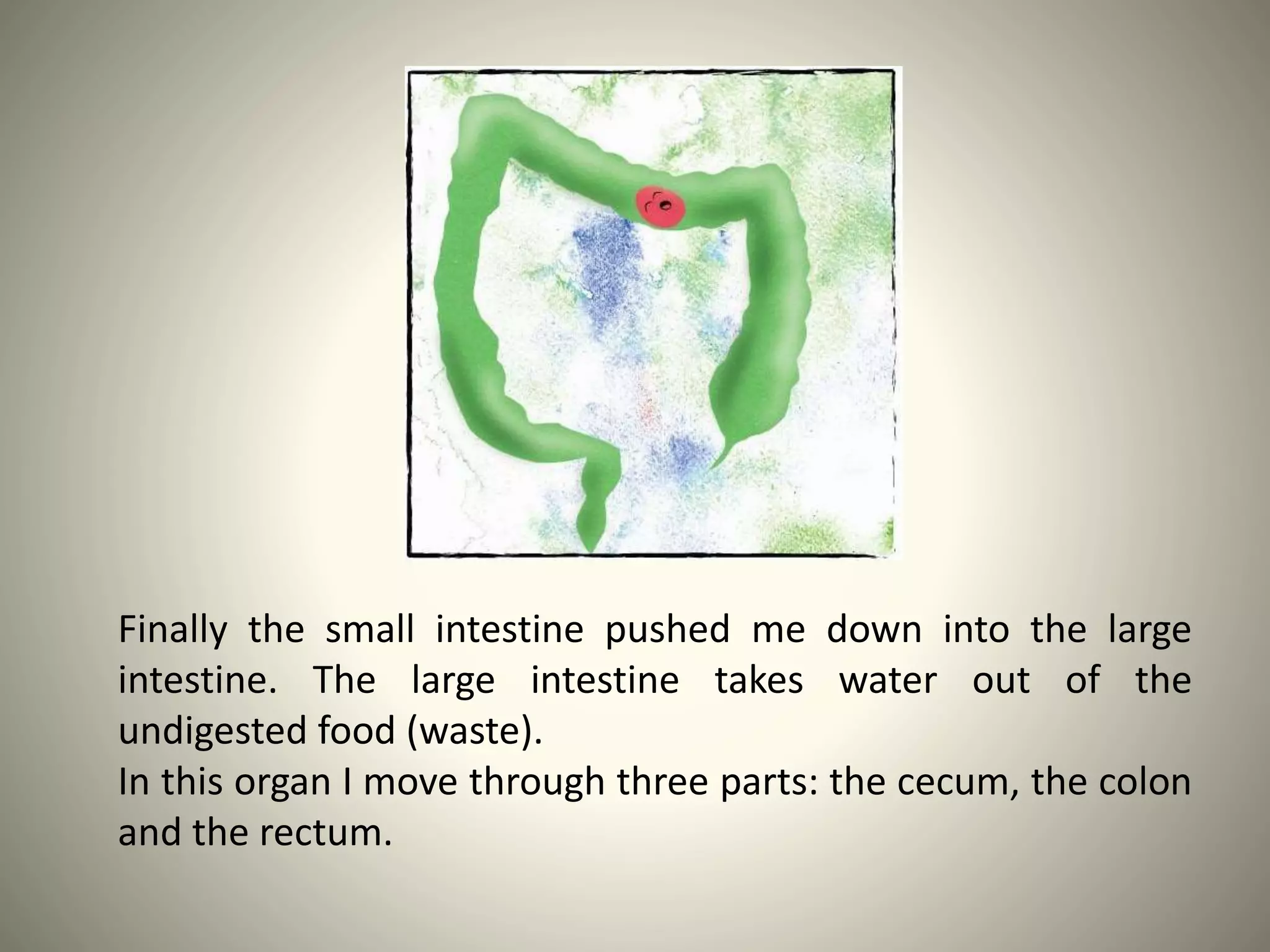 Digestive system story | PPTX