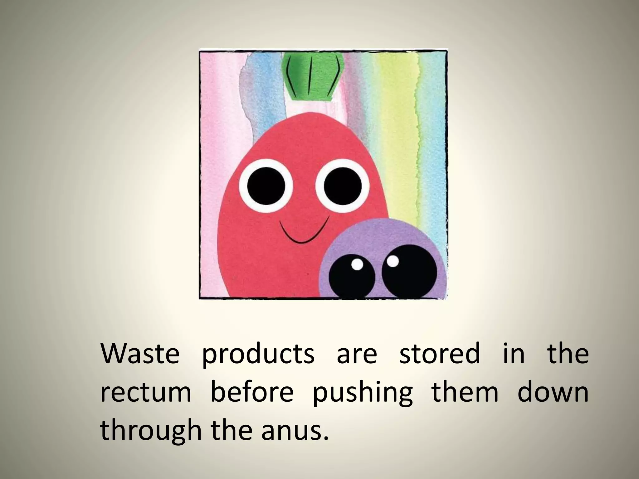 Digestive system story | PPTX