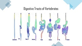 Digestive system structural organization of gastrointestinal tract and ...