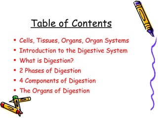 Digestive System Teacher | PPT