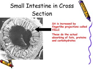 Digestive System Teacher | PPT