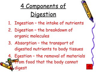 Digestive System Teacher | PPT