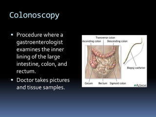 Digestive system terms | PPTX