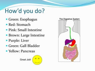 Digestive system unit 2 | PPTX