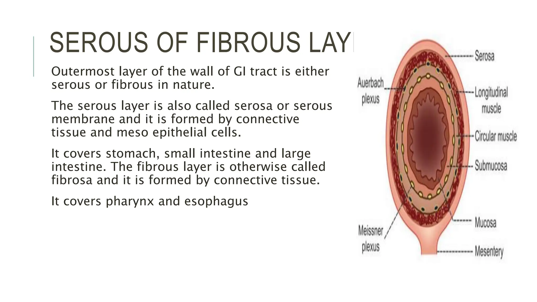 DIGESTIVE SYSTEN INTRODUCTION.pptx GIT PHYSIOLOGY | PPTX
