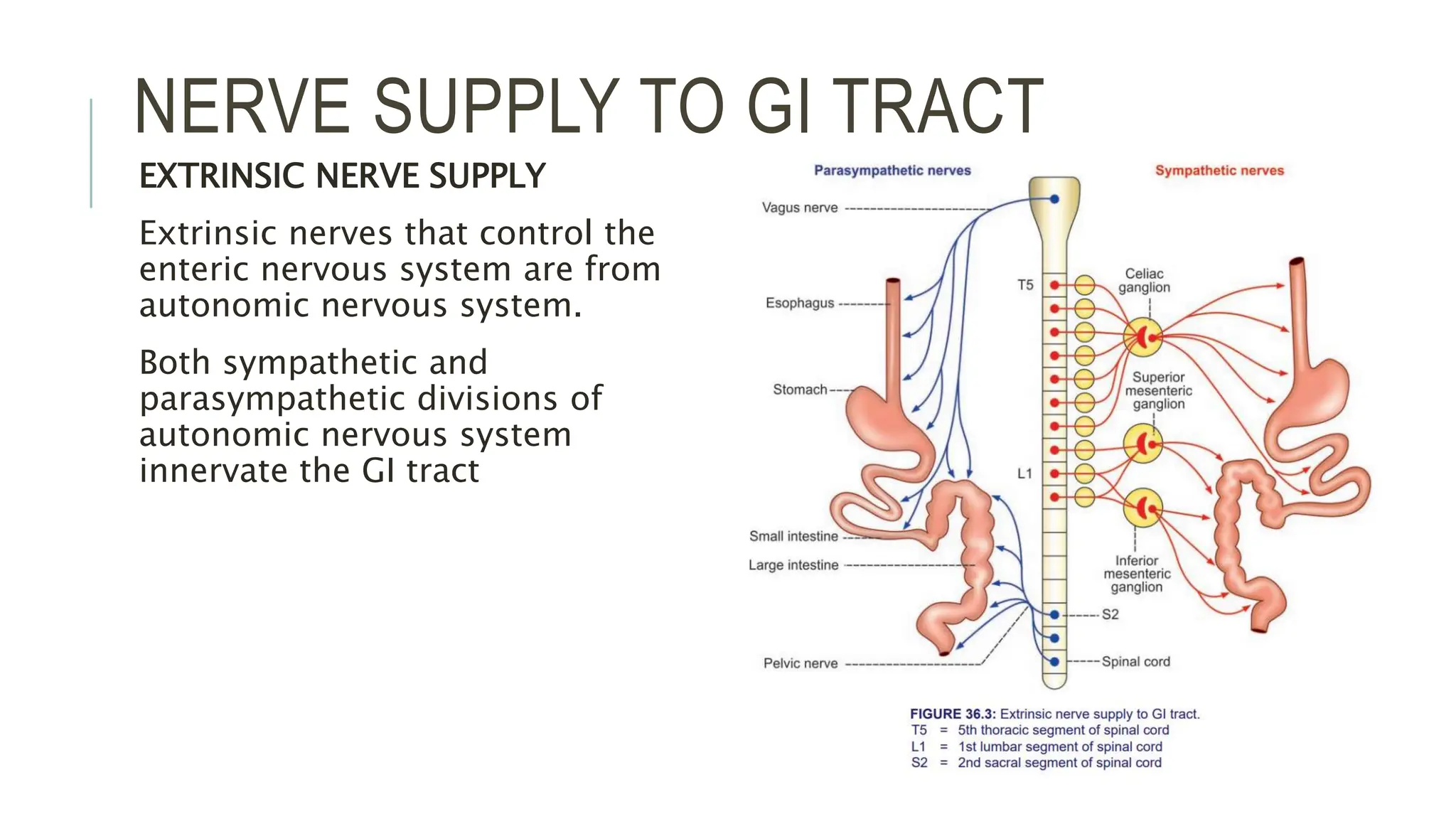 DIGESTIVE SYSTEN INTRODUCTION.pptx GIT PHYSIOLOGY | PPTX