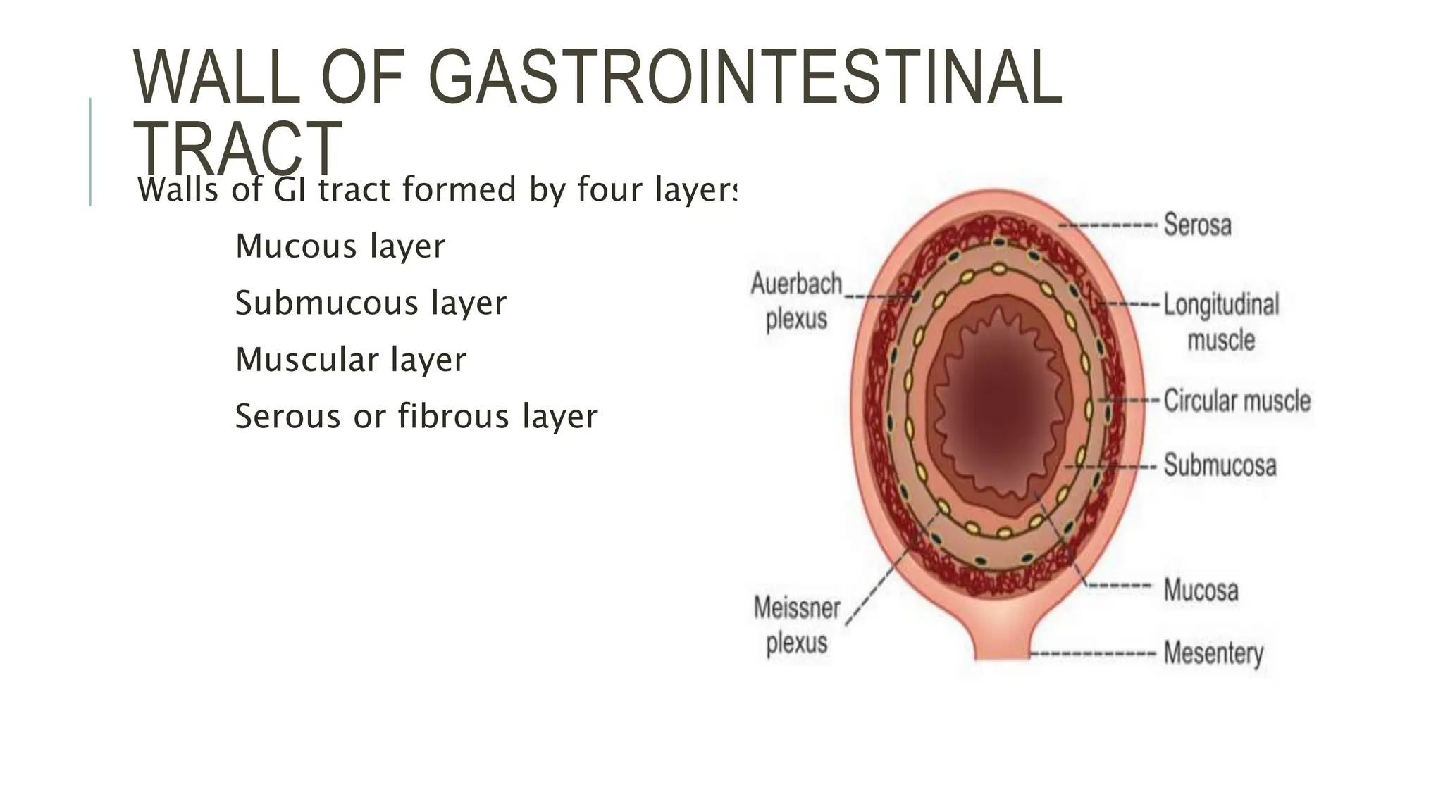 DIGESTIVE SYSTEN INTRODUCTION.pptx GIT PHYSIOLOGY | PPTX | Digestive ...