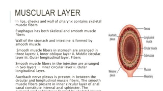 DIGESTIVE SYSTEN INTRODUCTION.pptx GIT PHYSIOLOGY | PPTX