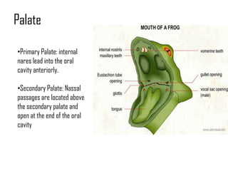Digestive Sytem of Vertebrates | PPTX